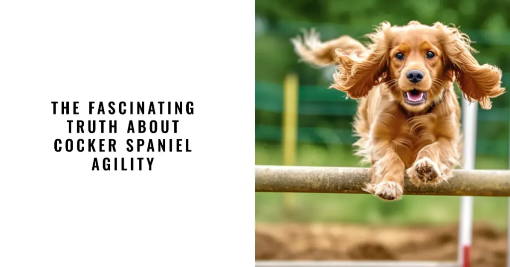 Mastering Agility with Your Cocker Spaniel: A Complete Guide