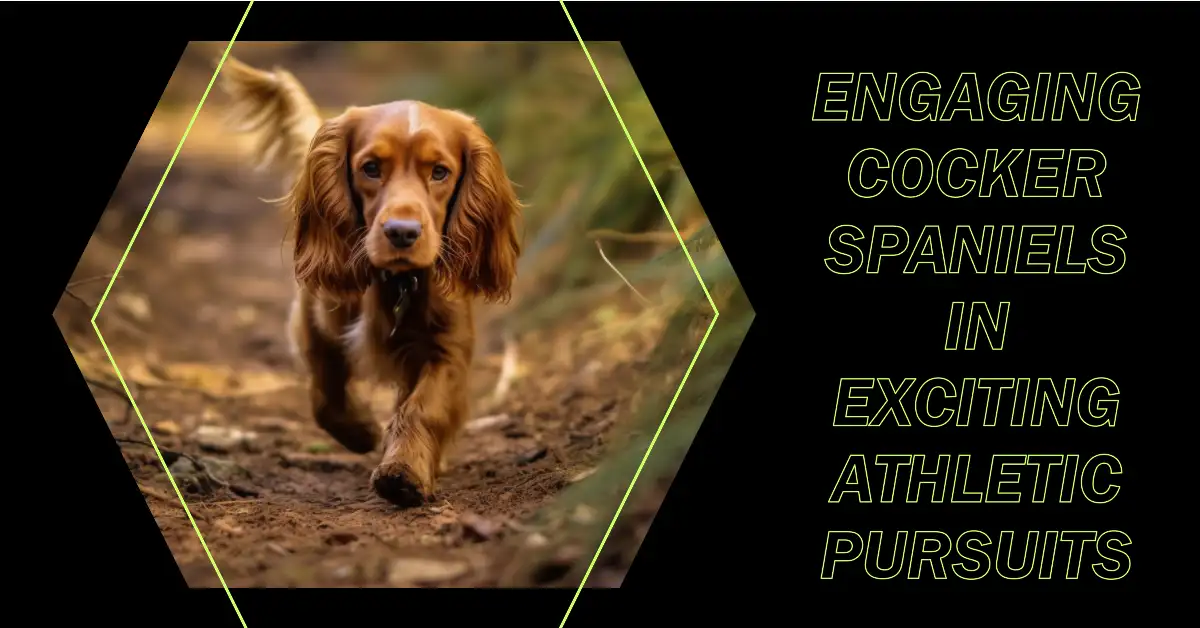 Engaging Cocker Spaniels in Exciting Athletic Pursuits