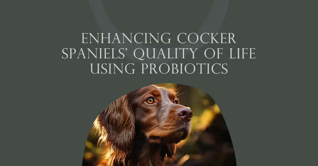 Enhancing Your Cocker Spaniel's Quality of Life Using Probiotics
