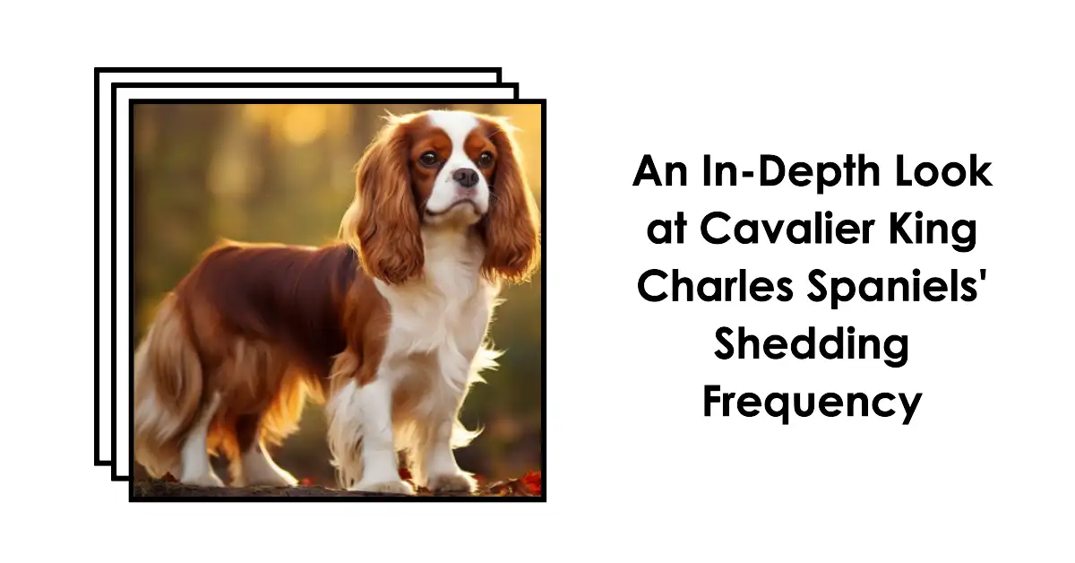 A Fascinating Look At Cavalier King Charles Spaniels' Shedding Frequency