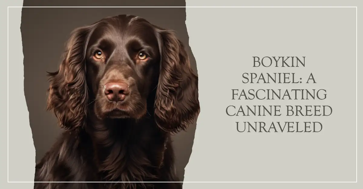 What Is a Boykin Spaniel?