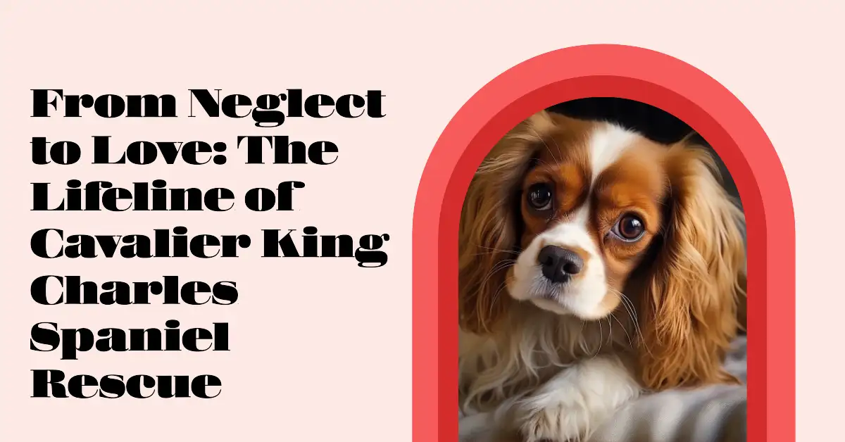 Cavalier King Charles Spaniel Rescue