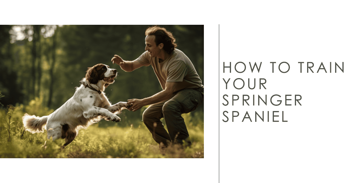 How To Train Springer Spaniel