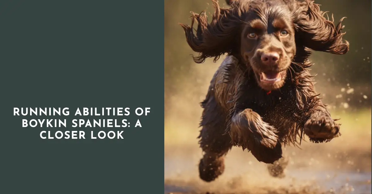 How Fast Can a Boykin Spaniel Run?
