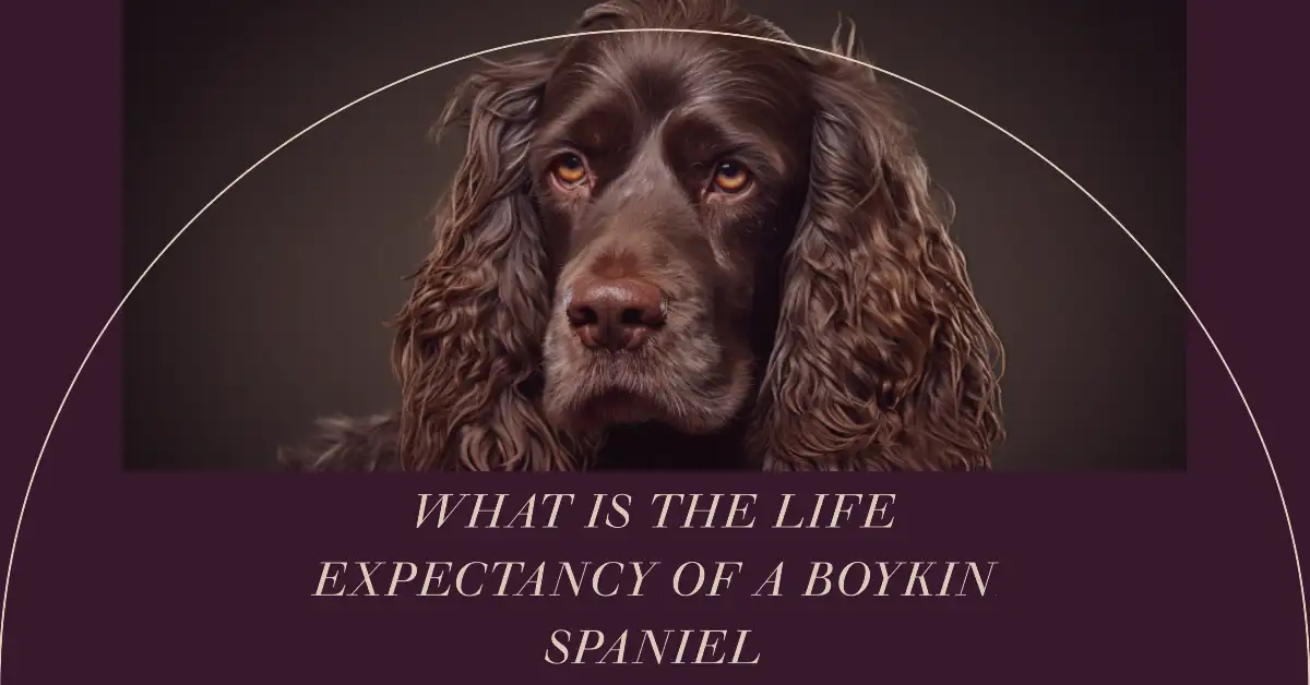 What Is The Life Expectancy of a Boykin Spaniel?