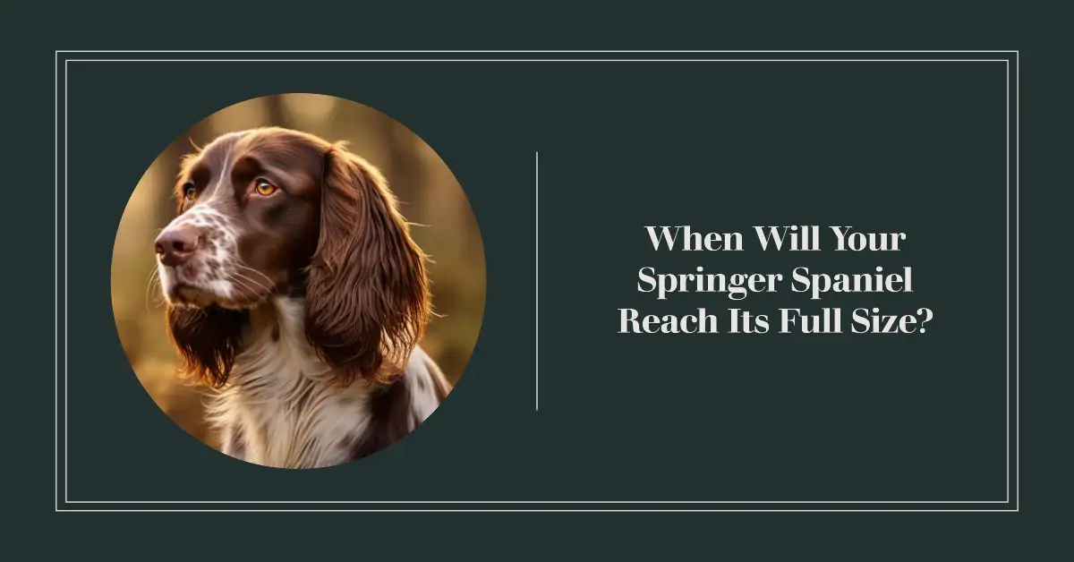 When Is Springer Spaniel Fully Grown?