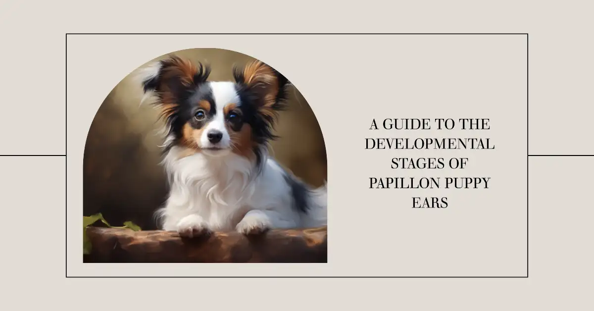 When Do Papillon Puppies Ears Stand Up?