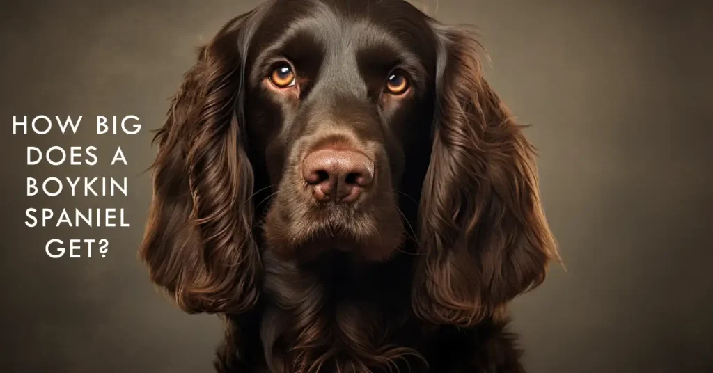 How Big Does a Boykin Spaniel Get?