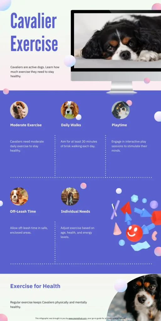 How Much Exercise Does a Cavalier King Charles Spaniel Need