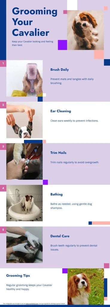 How To Groom Cavalier King Charles Spaniel