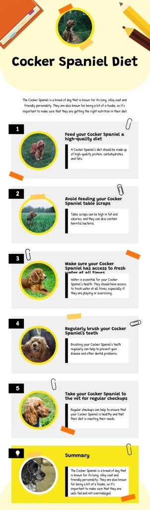The Ultimate Guide to the Diet of a Cocker Spaniel